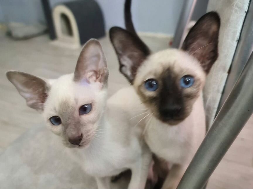 Ориентальные дети