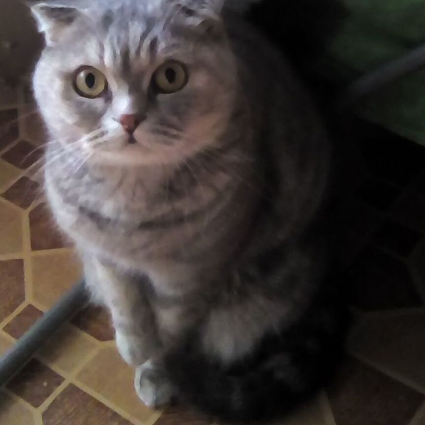 Домашние животные кошки