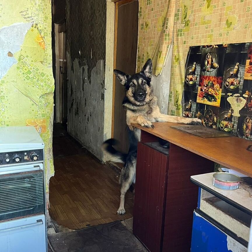 Отдам бесплатно в добрые руки