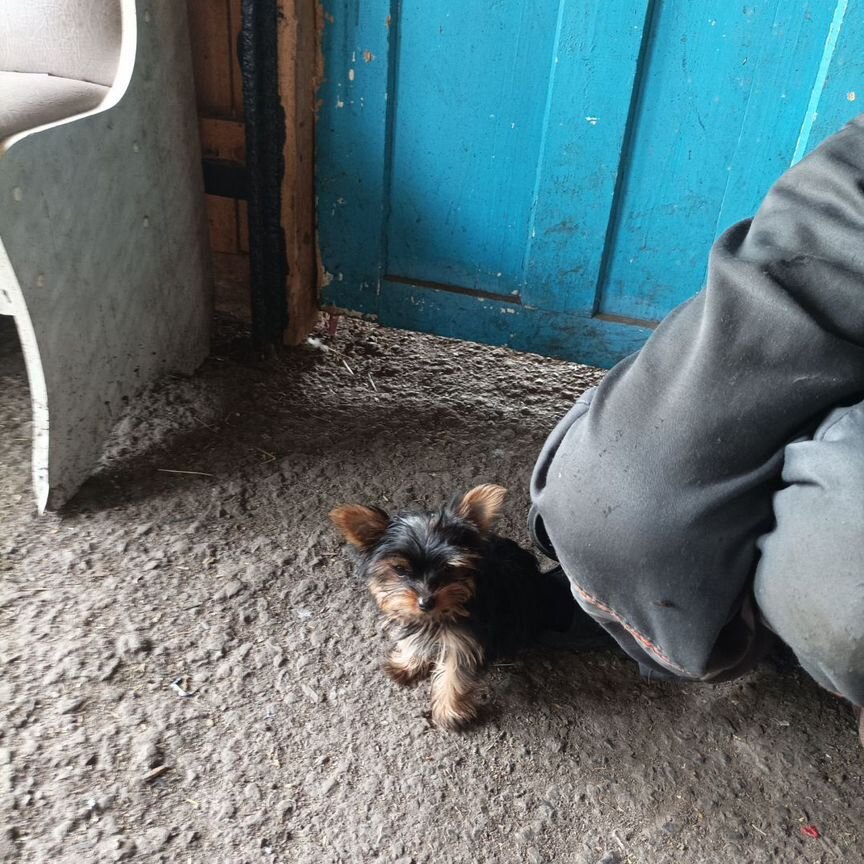 Йоркширский терьер мини щенки