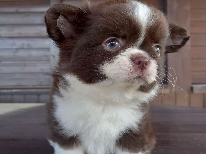 Чихуахуа шикарный мальчик