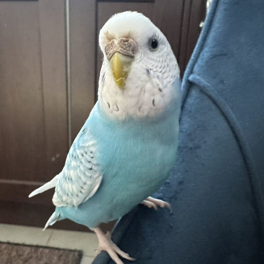 Попугай спенгл опалин