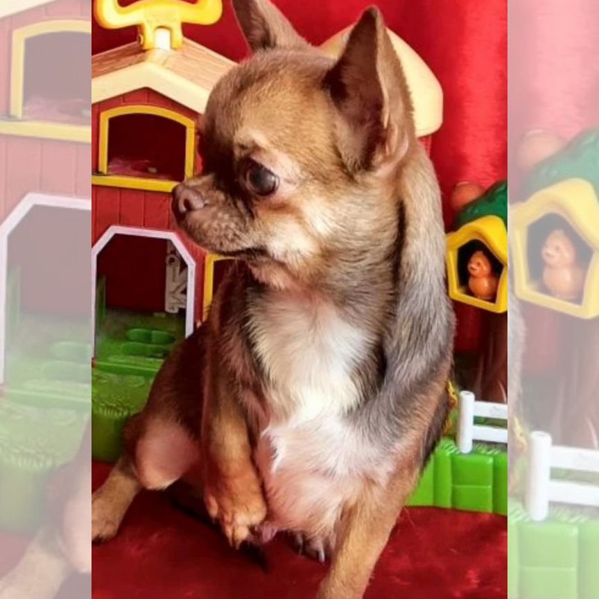 Чихуахуа, щенок