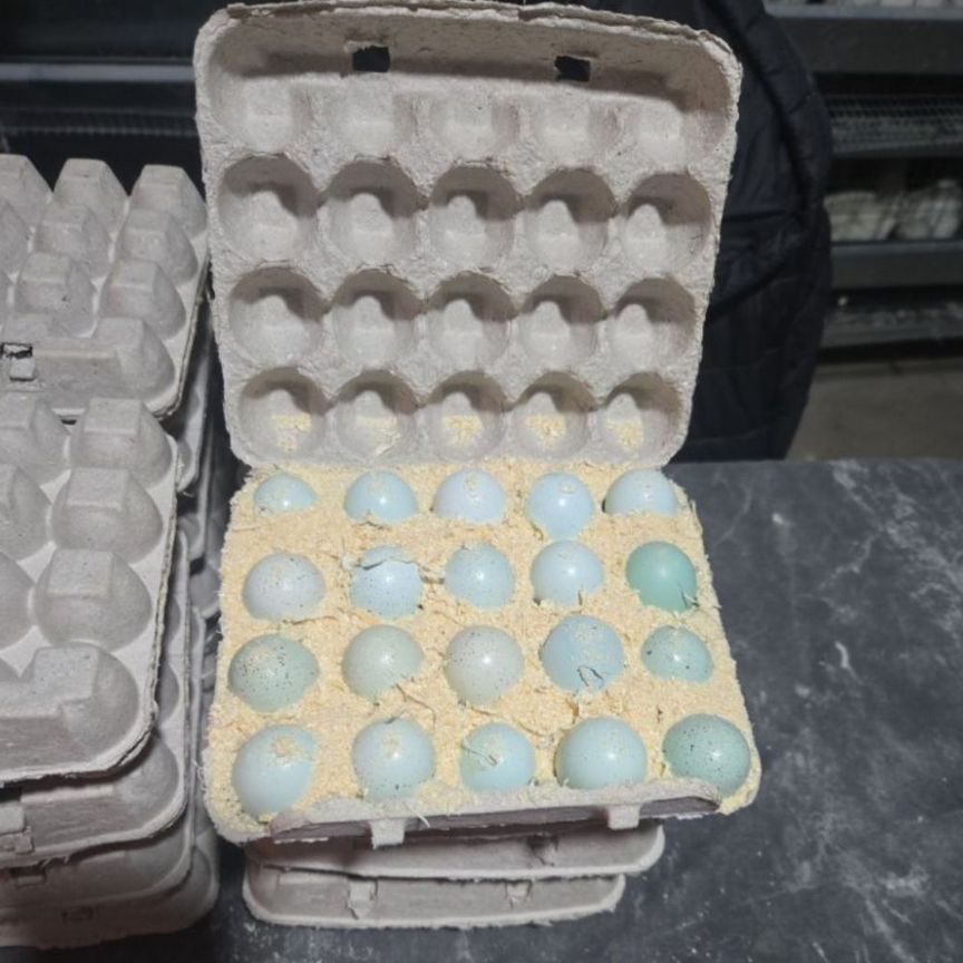 Инкубационное яйцо перепелов селадонов