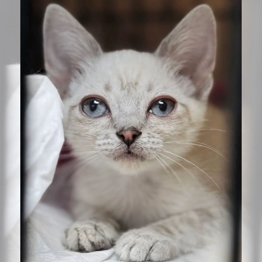 Котёнок в добрые руки