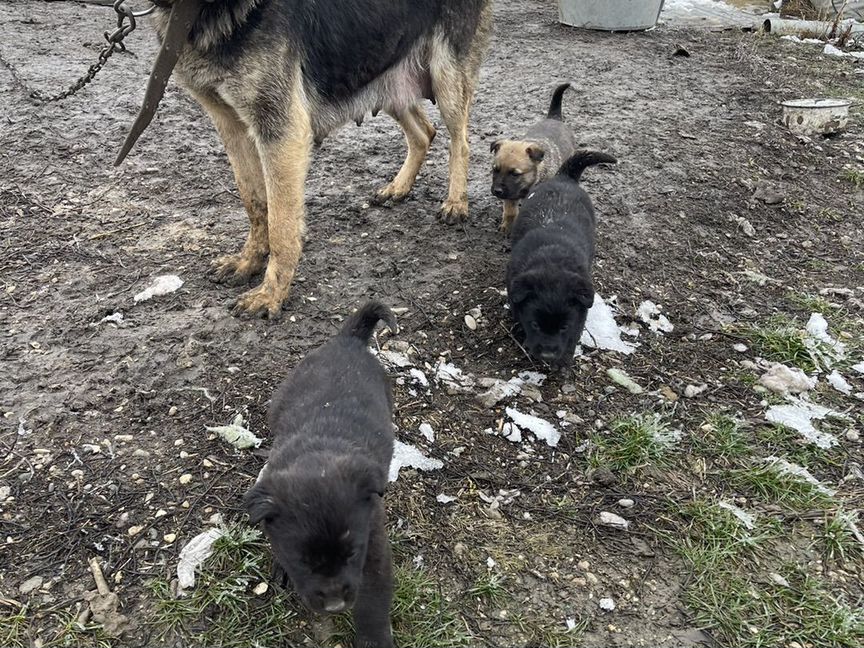 Отдам в добрые руки