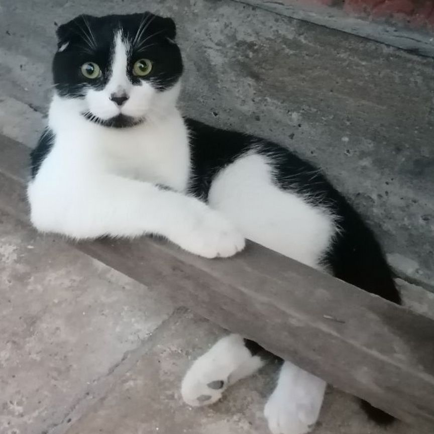 Шотландский вислоухий длинношёрстный котёнок