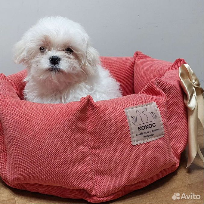 Носик - курносик