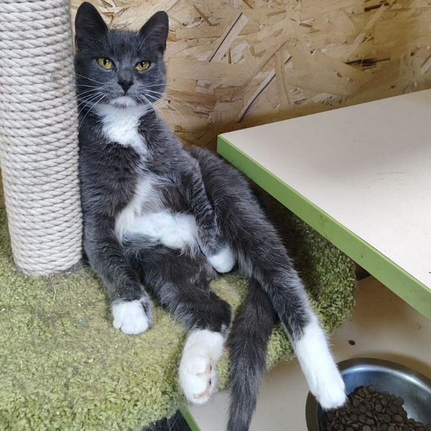 Взрослая, кошка в добрые руки