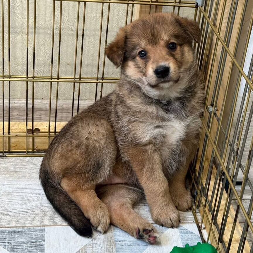 Щенок в добрые руки