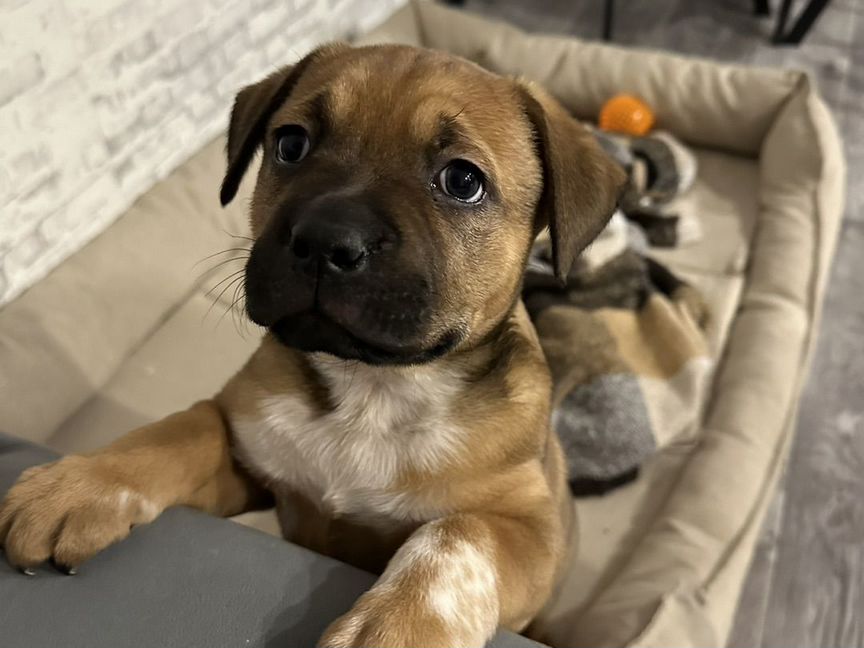 Щенки стаффорда