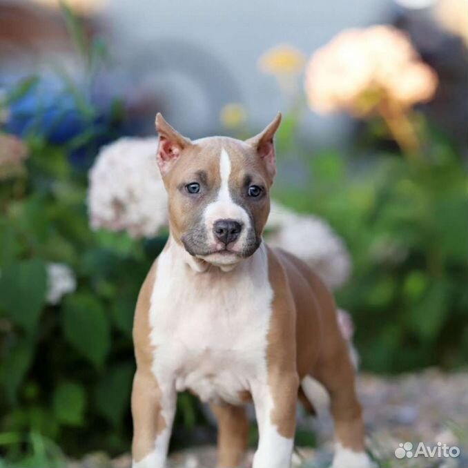 Девочка амстаффа 2 месяца