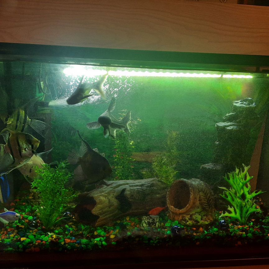 Аквариум