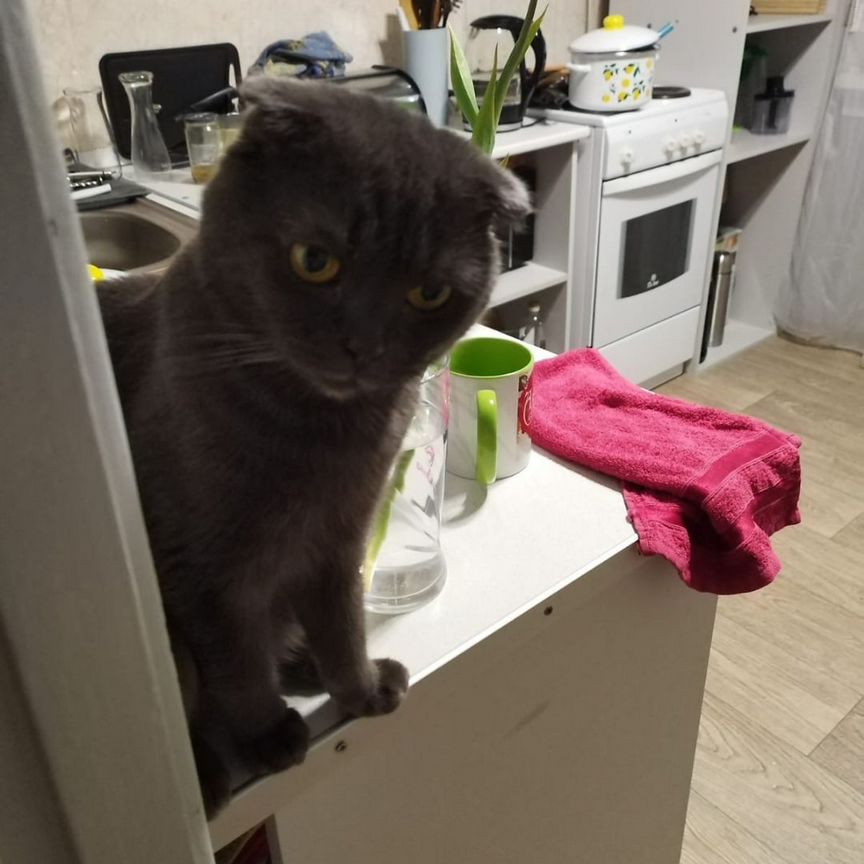 Шотландский вислоухий кот в хорошие руки)
