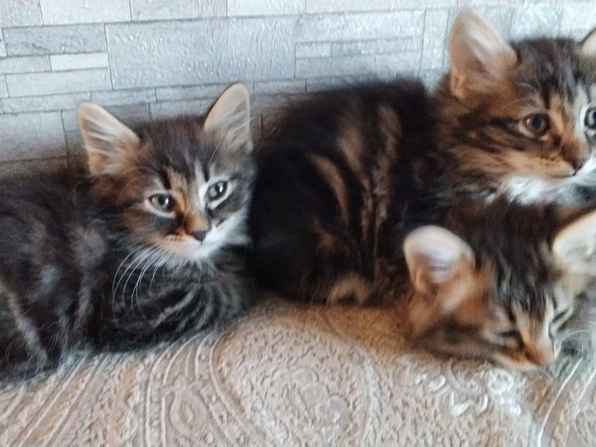 Курильский бобтейл