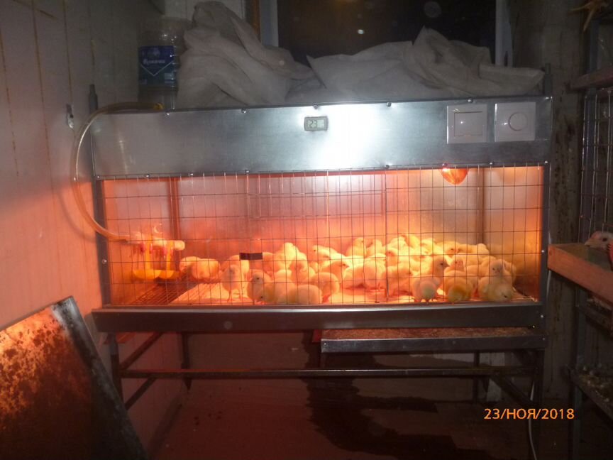 Брудер на 70 цыплят. Соцконтракт. Обмен