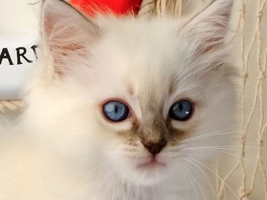 Рэгдолл (ragdoll) мальчик от домашнего питомника