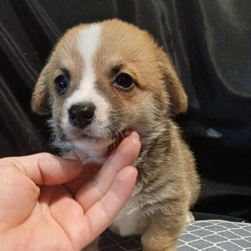 Лучшие корги