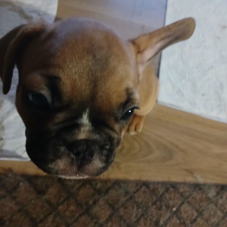 Французский бульдог