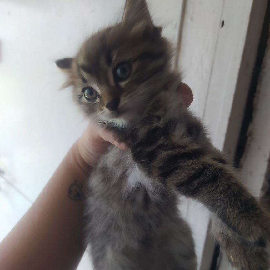 Котятки