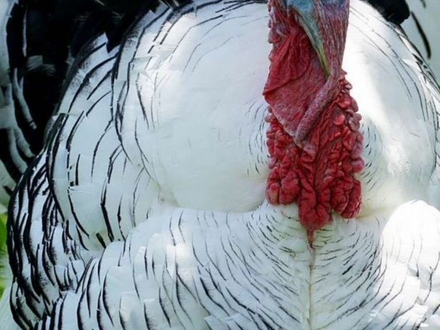 Халяль куры и индейка