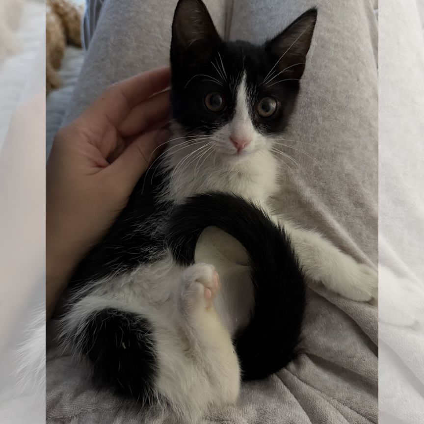 Котёнок в добрые руки