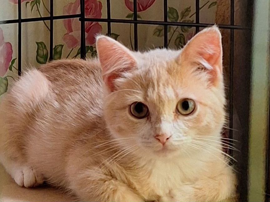 Котенок в добрые руки