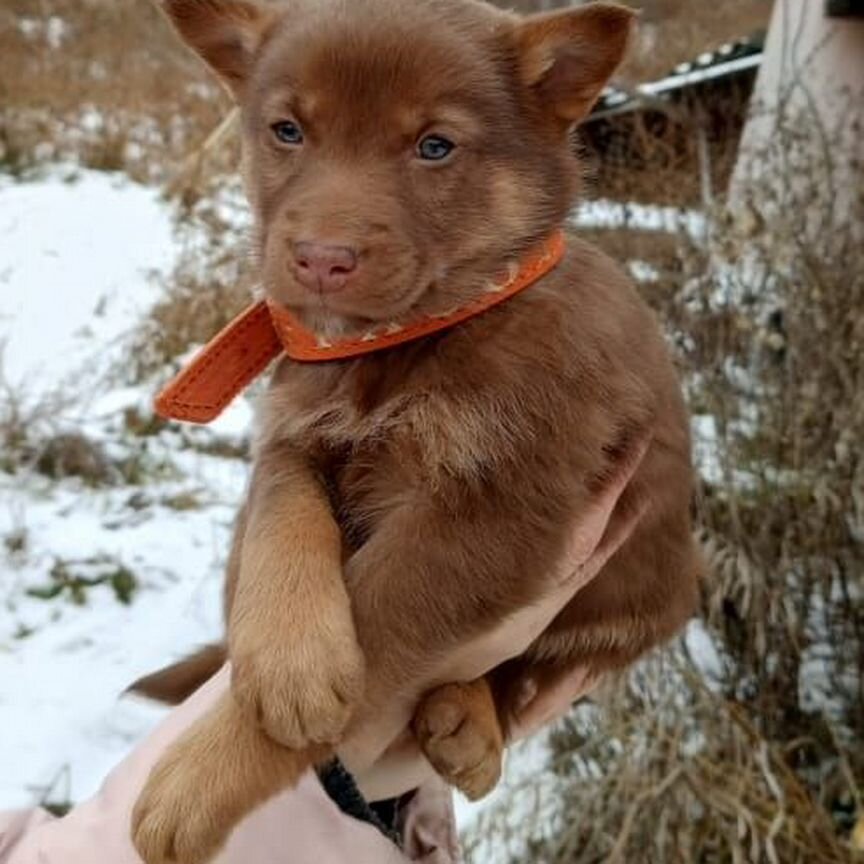 Щенок в добрые руки