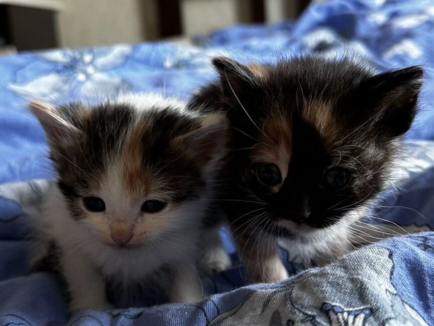 Котята, девочки 3 недели
