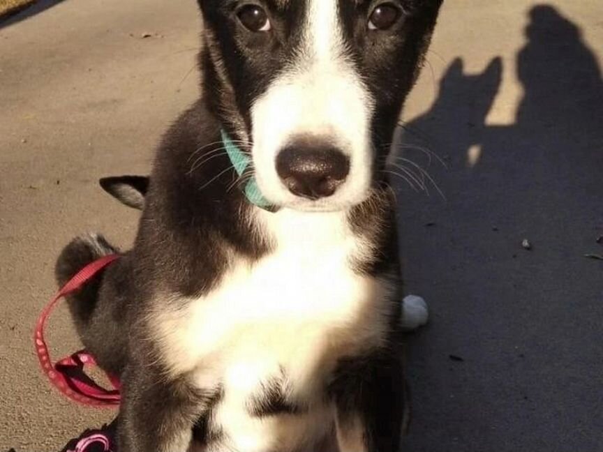 Щенок Шелли