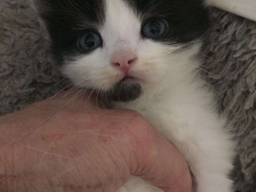 Котенок кукла