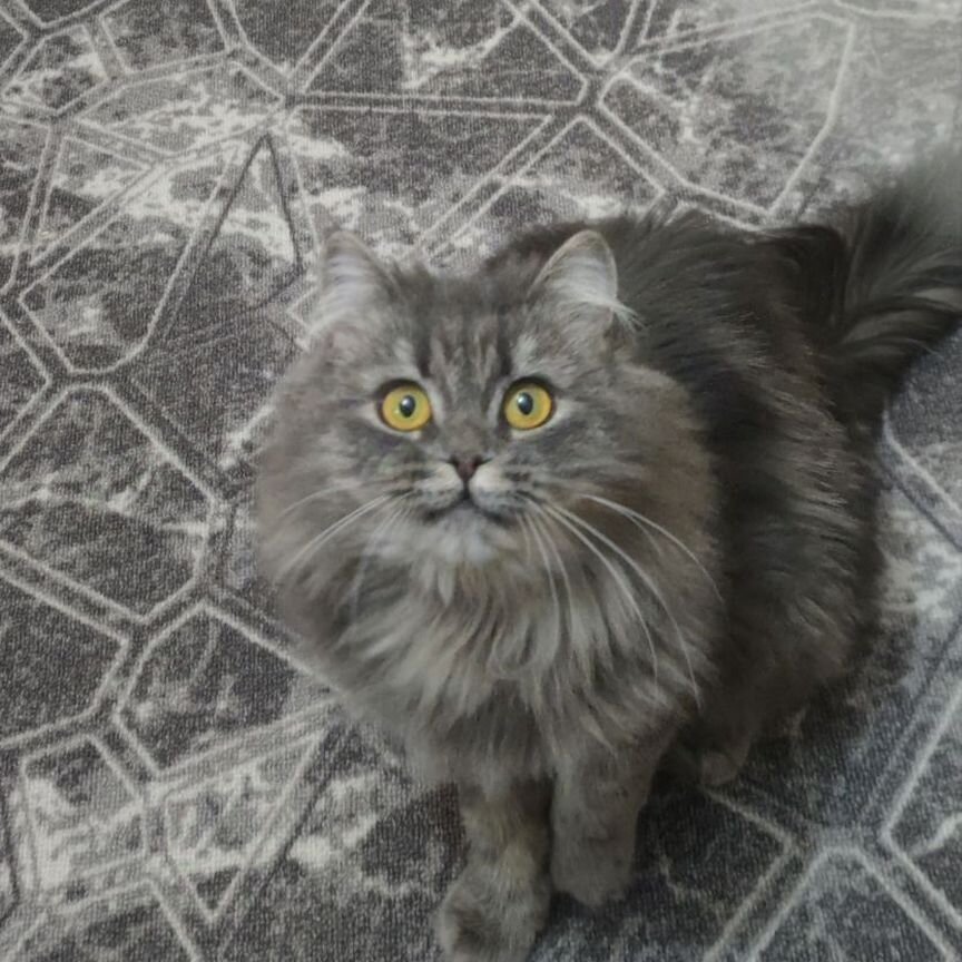 Кошка в добрые руки