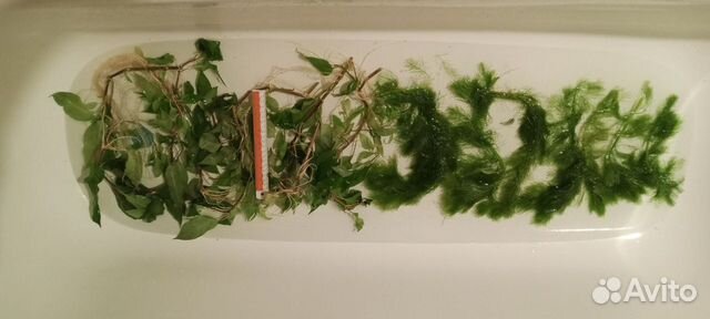 Аквариумные растения купить в Севастополе | Животные и зоотовары | Авито