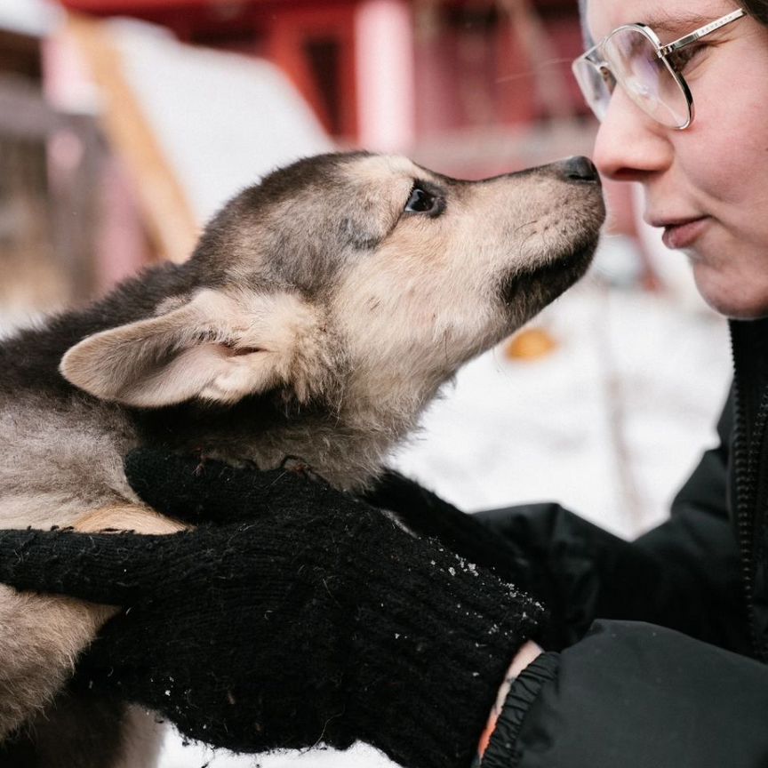 Щенки в добрые руки