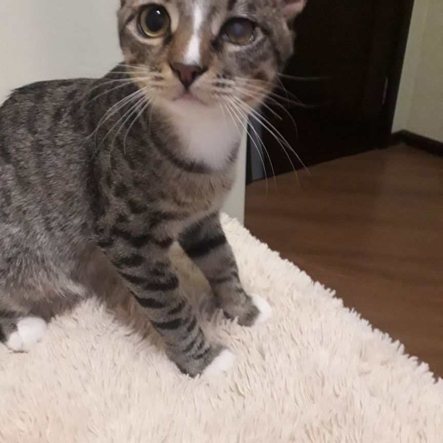 Котенка спасли но глазик не видит
