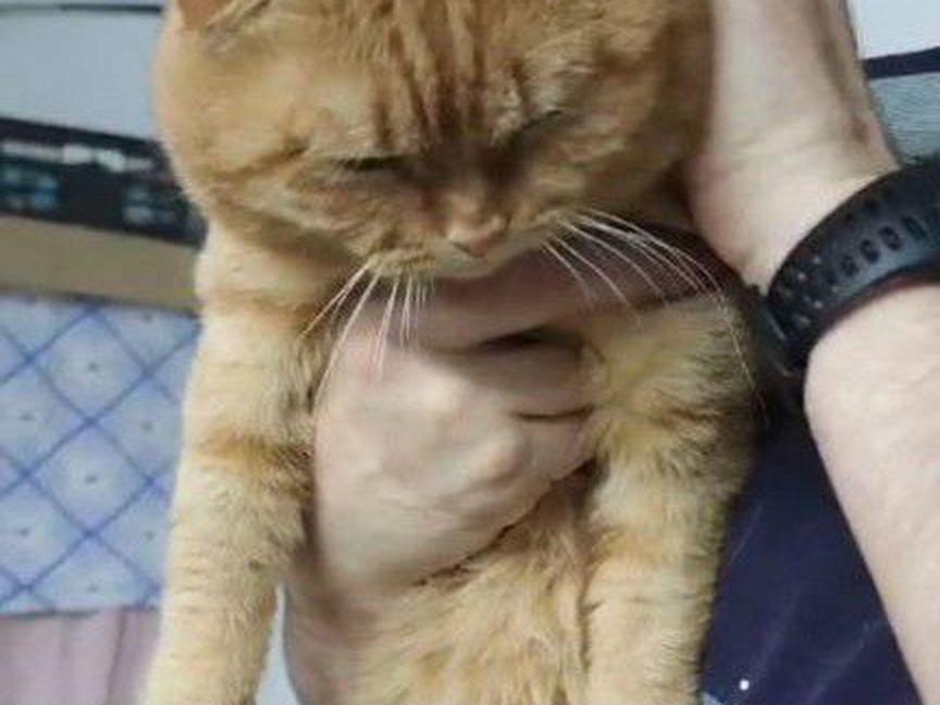 Спасли кота из жутких условий