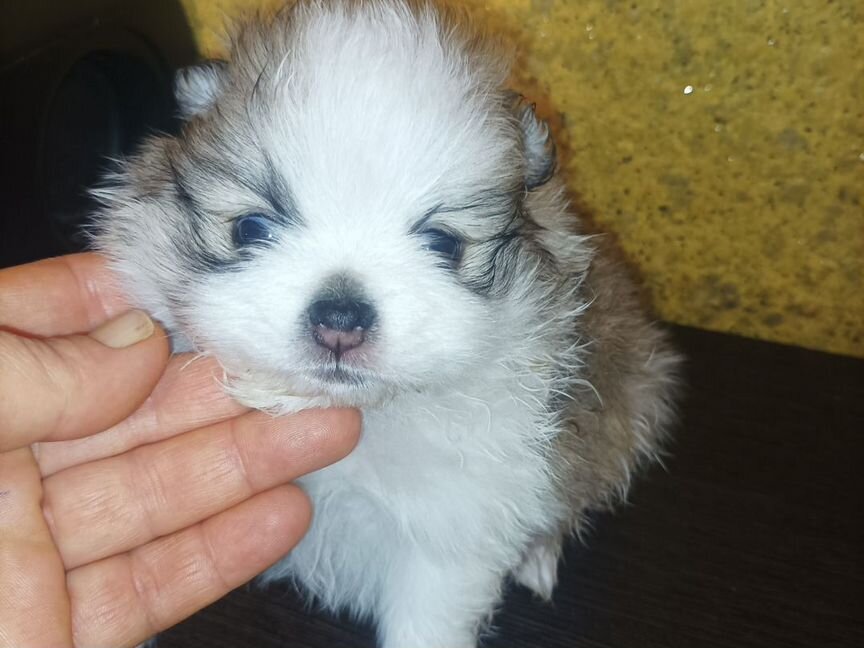 Щеночки шпица