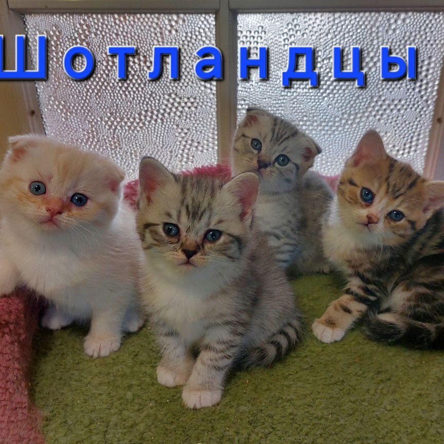 Шотландский квартет