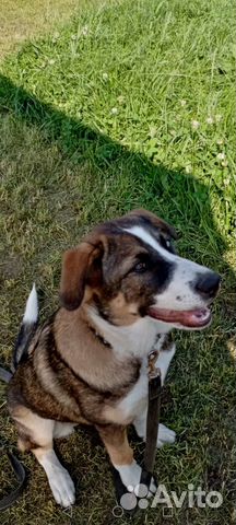 Отдам бесплатно животные собаки