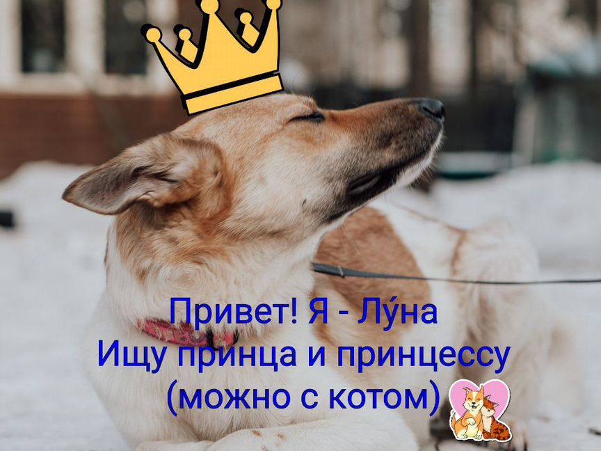Собака воображака ищет дом