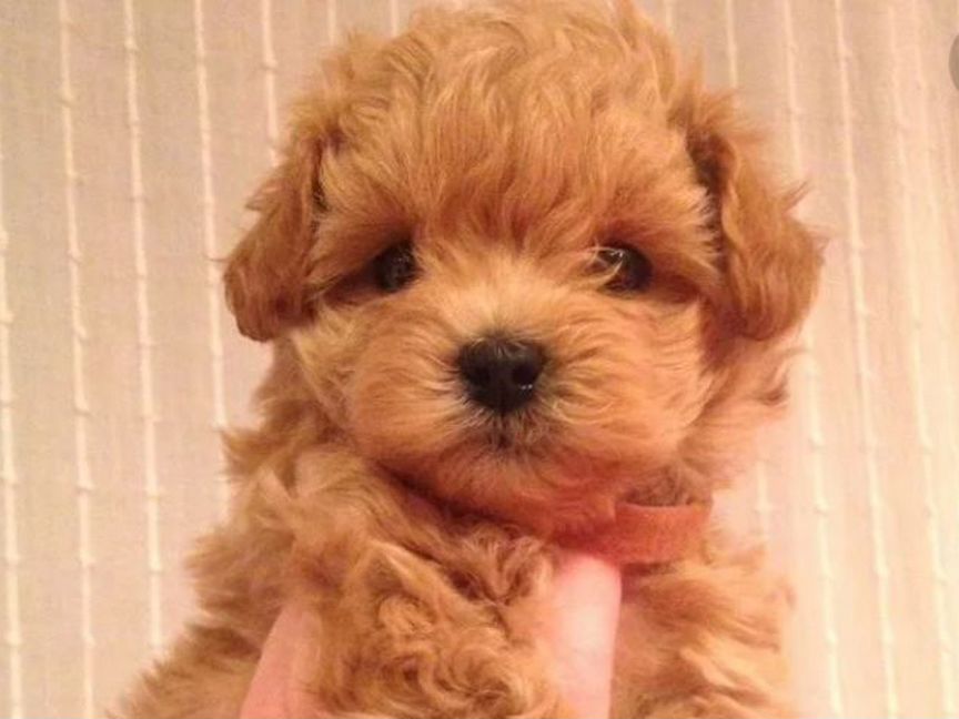 Мальтипу f1 в добрые руки