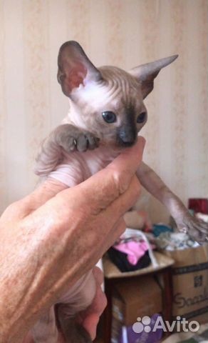 Канадский сфинкс