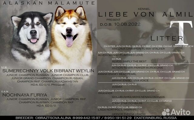 Единственный парень