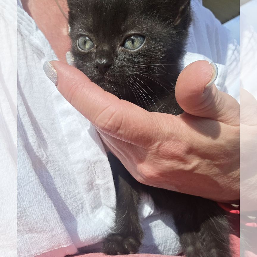 Котёнок в добрые руки
