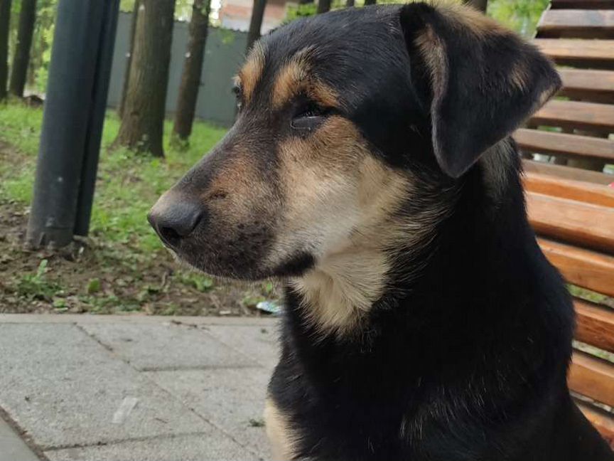 Собаке нужна помощь