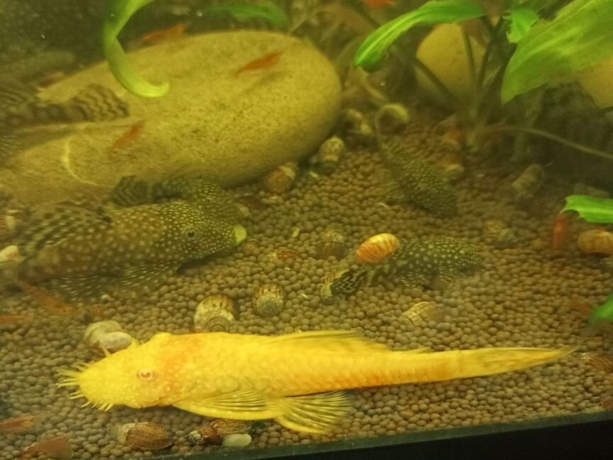 Самец. Сомик анцитрус