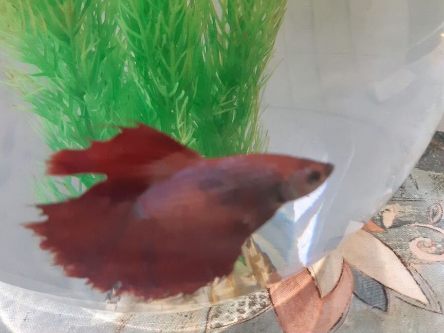 Рыбка петушок самец