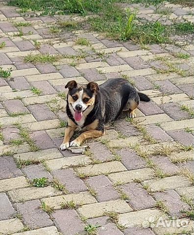 Собака в добрые руки