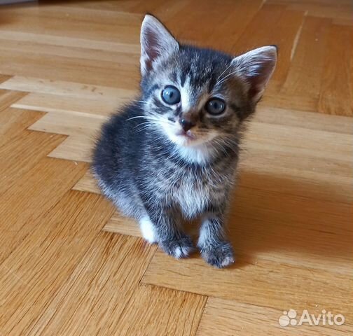 Котёнок