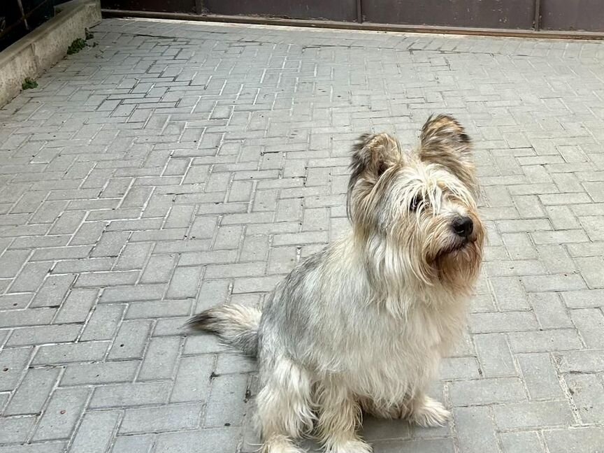 Пес из приюта ищет семью